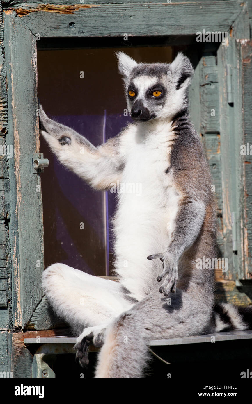 Durrell Wildlife Conservation Trust Stock Photo - Alamy