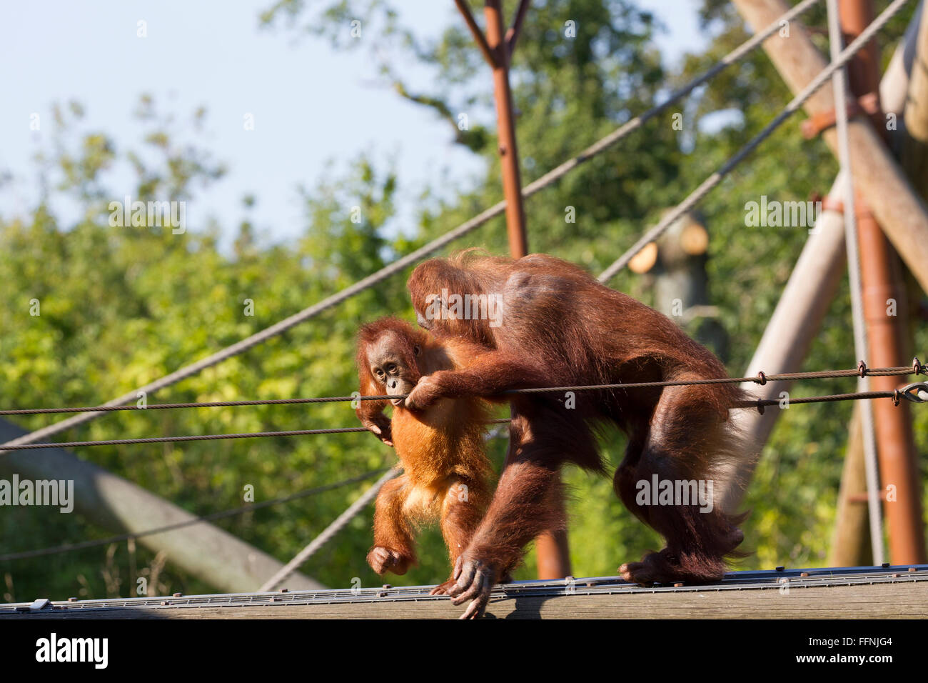 Durrell Wildlife Conservation Trust Stock Photo - Alamy