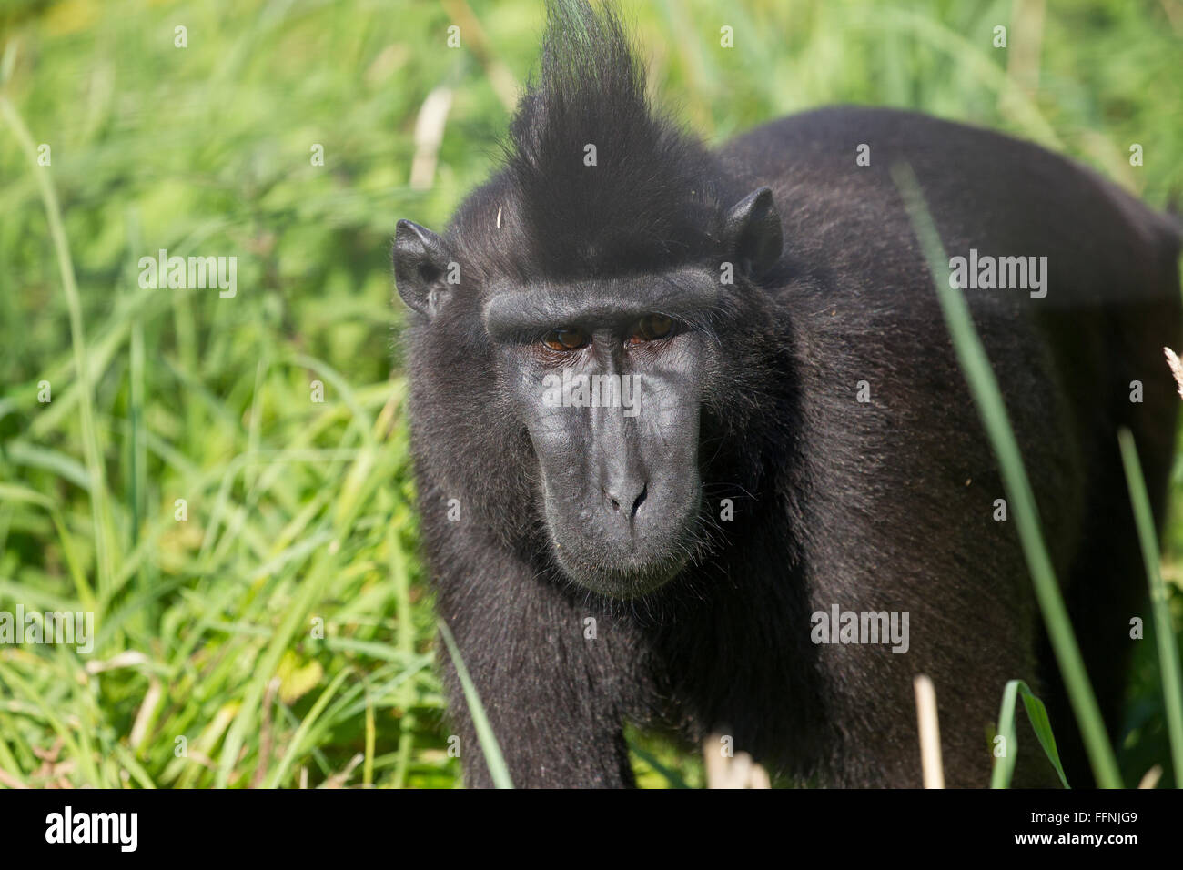 Durrell Wildlife Conservation Trust Stock Photo - Alamy