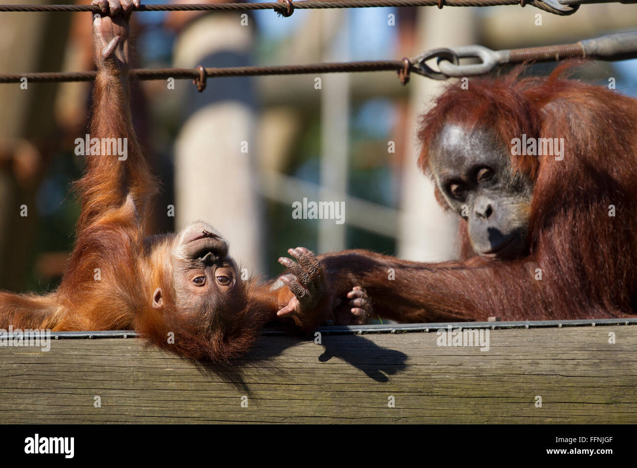 Durrell Wildlife Conservation Trust Stock Photo - Alamy