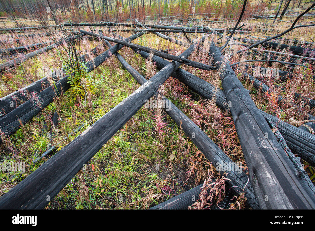 Burned forest, forest fire, Sawback, Bow Valley Parkway, Banff ...