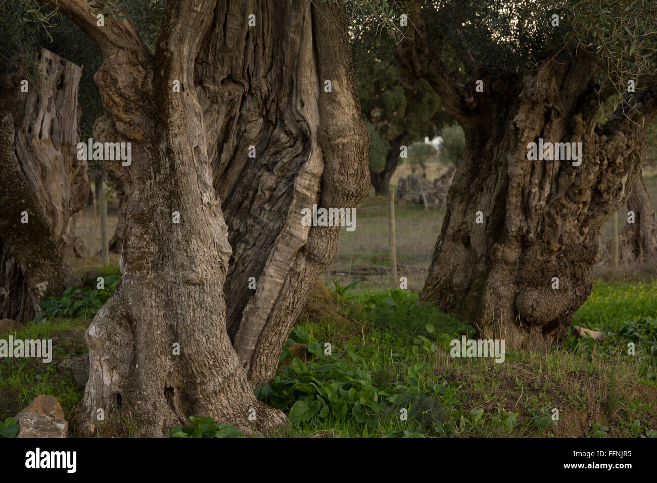Millenary olive trees on olive field at Reguengos de Monsaraz, Alentejo ...