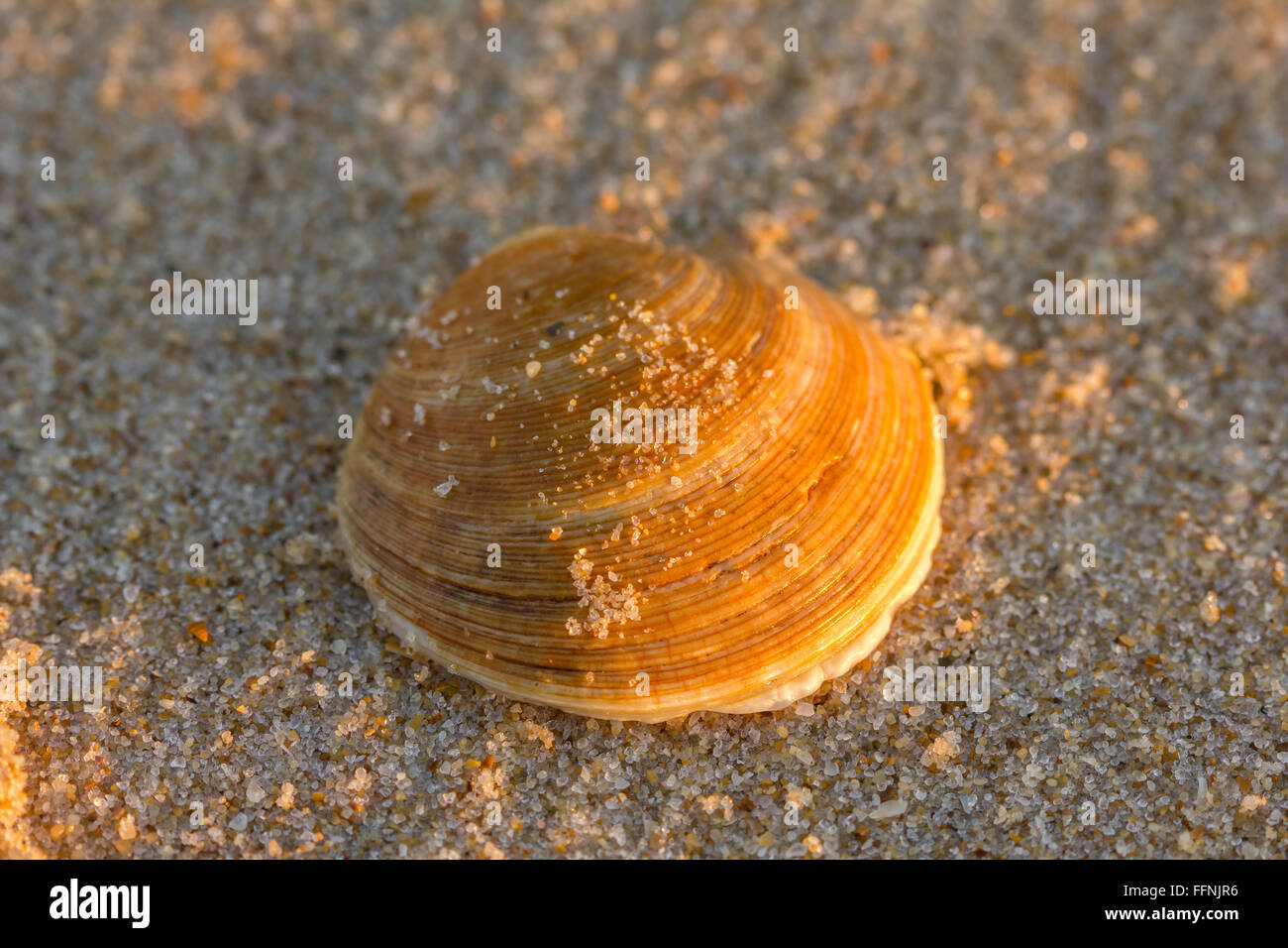 Yellow shell over sand on the beach at sunset Stock Photo - Alamy
