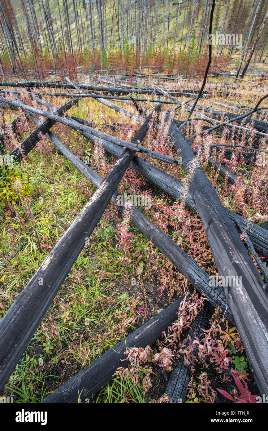 Burned forest, forest fire, Sawback, Bow Valley Parkway, Banff ...