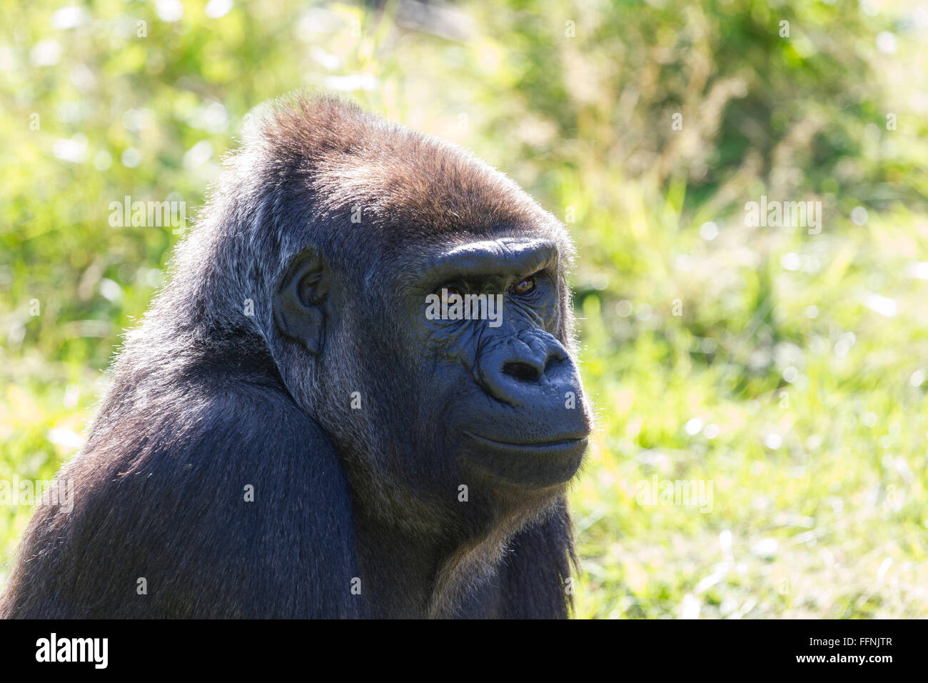 Durrell wildlife conservation trust hi-res stock photography and images ...