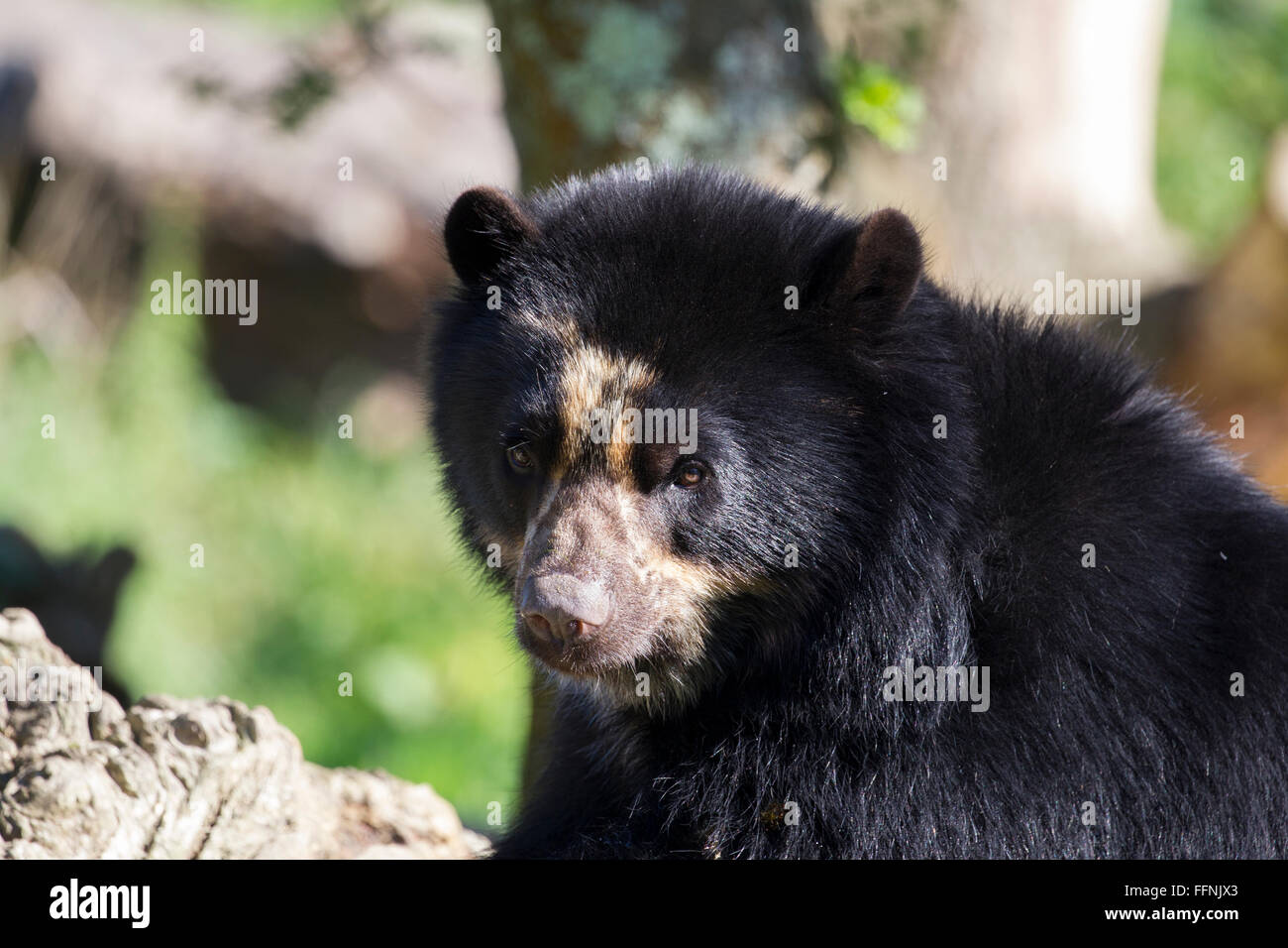 Gerald Durrell Conservation Park High Resolution Stock Photography and ...