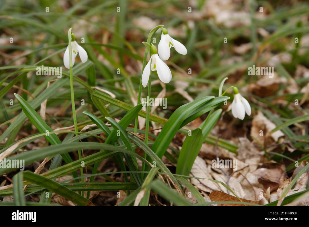 Snowdrops (Galanthus nivalis Stock Photo - Alamy