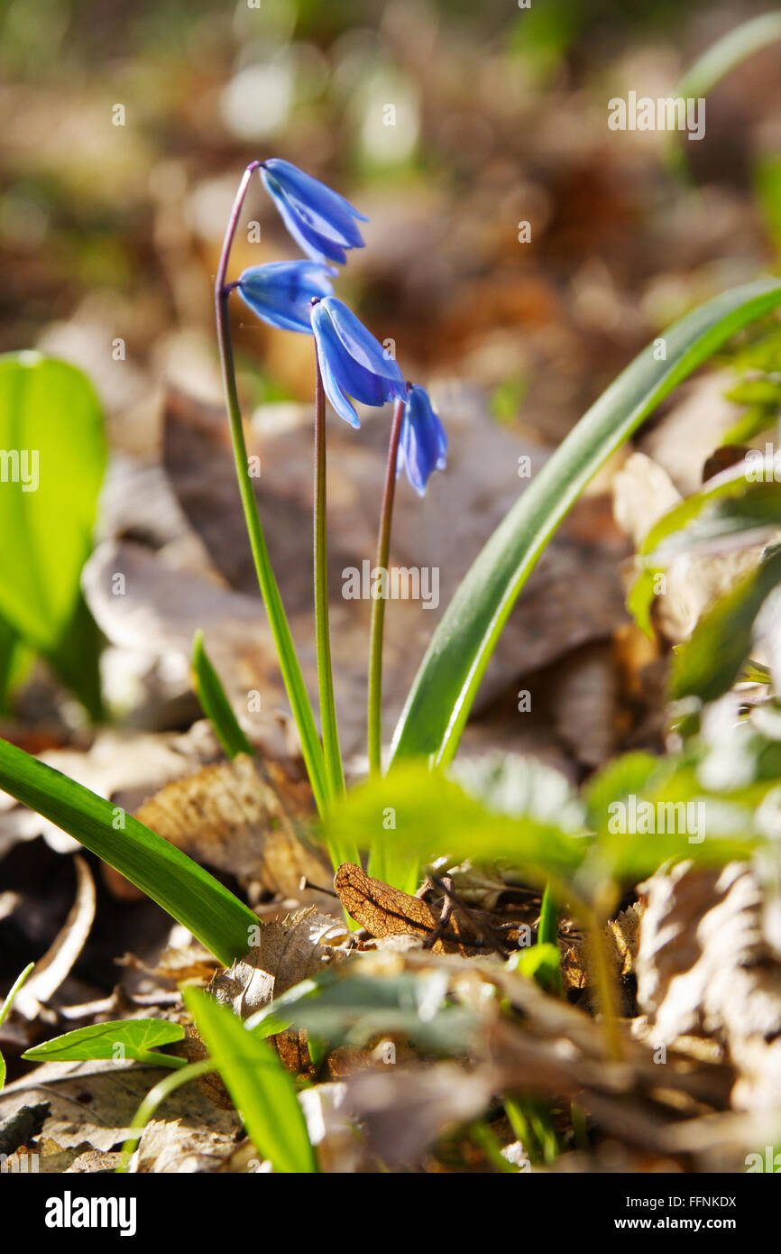 The first spring flower - squill Stock Photo - Alamy