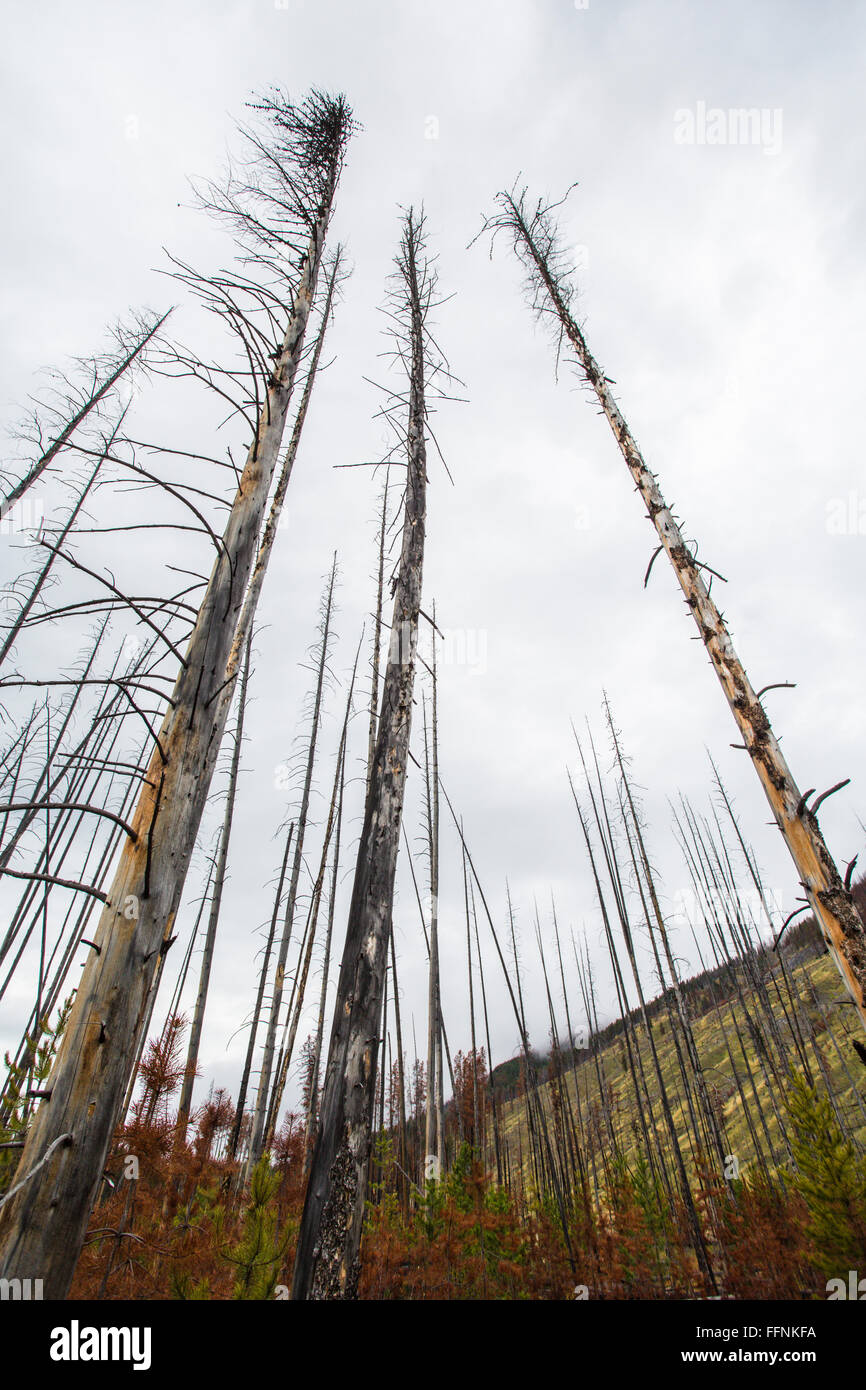 Burned forest, forest fire, Sawback, Bow Valley Parkway, Banff ...