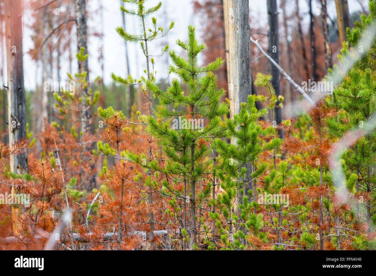 Burned forest, forest fire, Sawback, Bow Valley Parkway, Banff ...