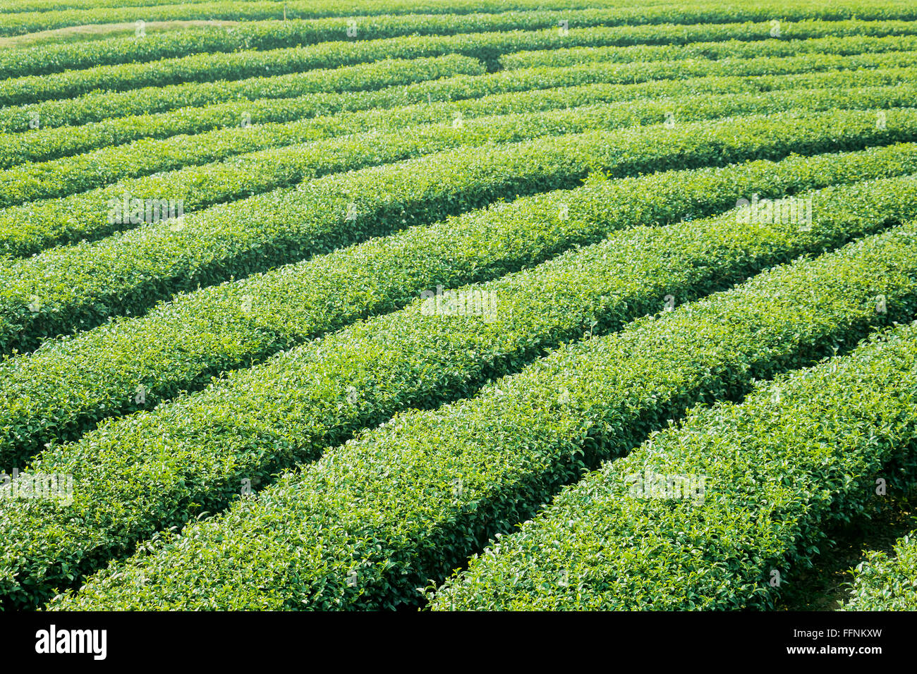 tea plantation in northen thailand tea farm Stock Photo - Alamy