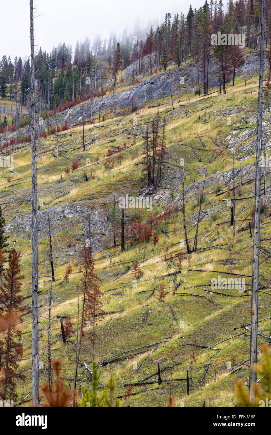 Burned forest, forest fire, Sawback, Bow Valley Parkway, Banff ...