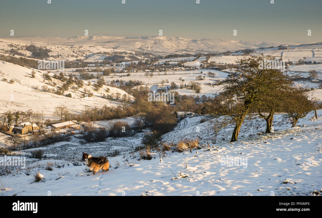snow covered valley in the Pennines with a border collie dog in the ...