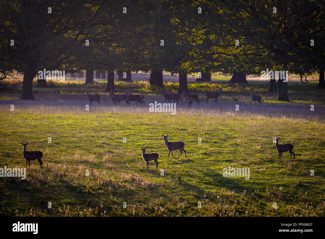 four deer in the early morning sunshine, with more deer in the shade ...