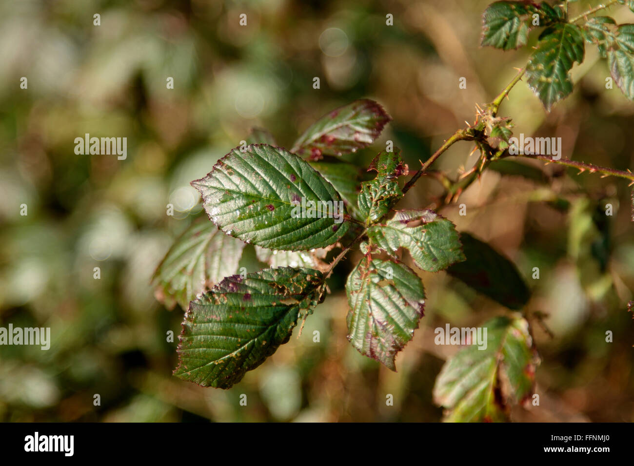 Green leaves, brambles and thorns Stock Photo - Alamy