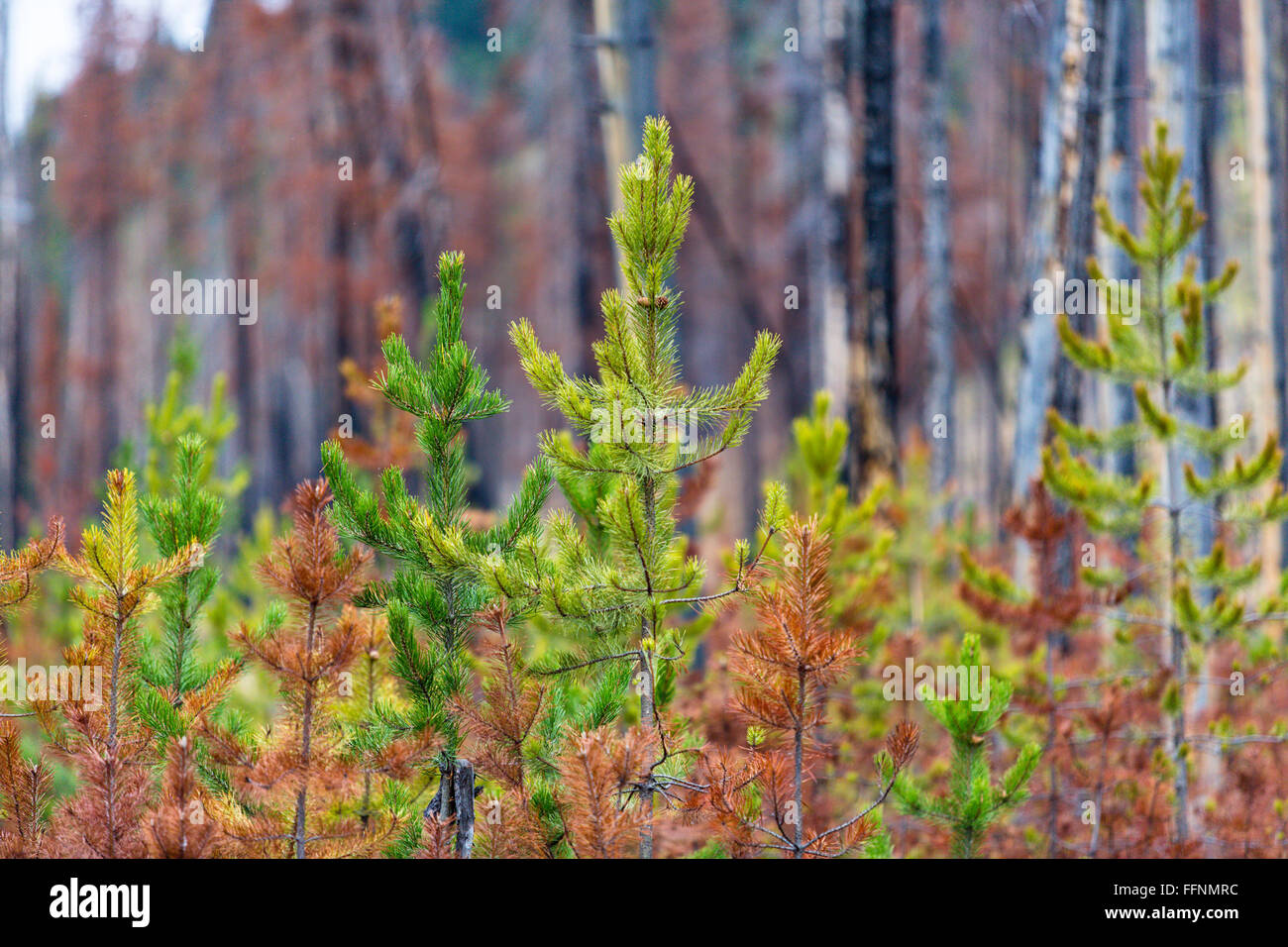Burned forest, forest fire, Sawback, Bow Valley Parkway, Banff ...