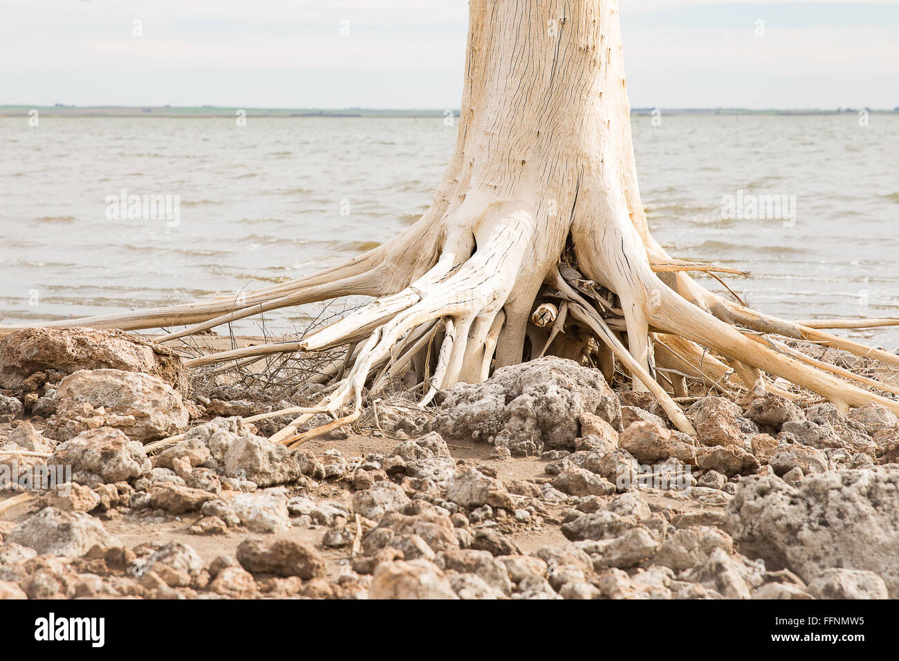 Old salty lake tree hi-res stock photography and images - Alamy