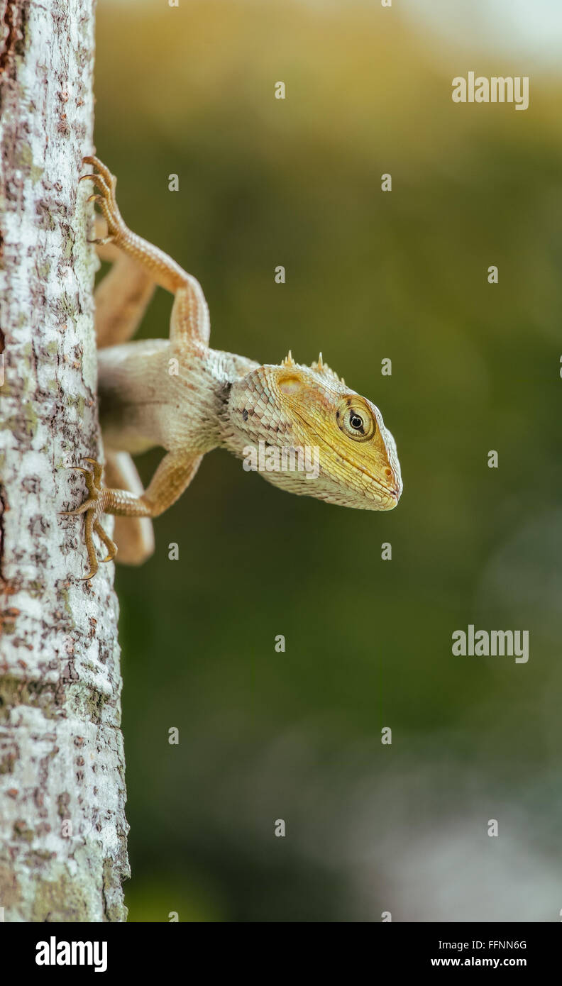 Agamid lizard hi-res stock photography and images - Alamy