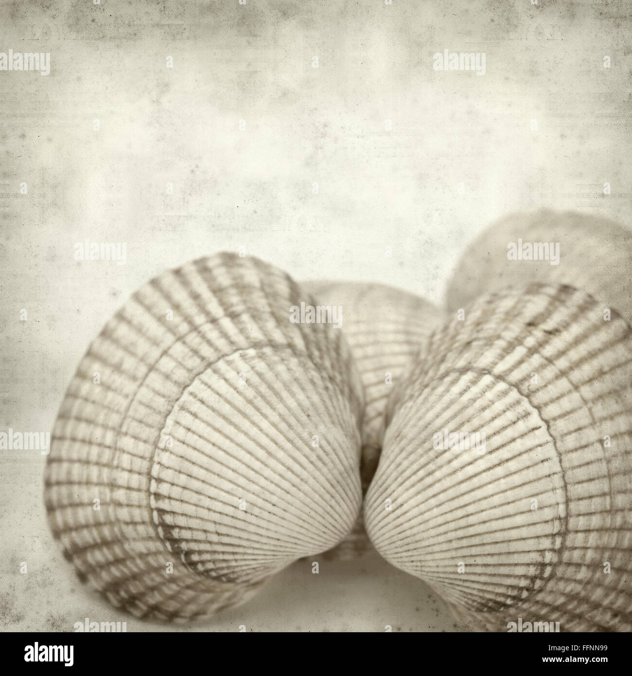 textured old paper background with cockleshells Stock Photo - Alamy