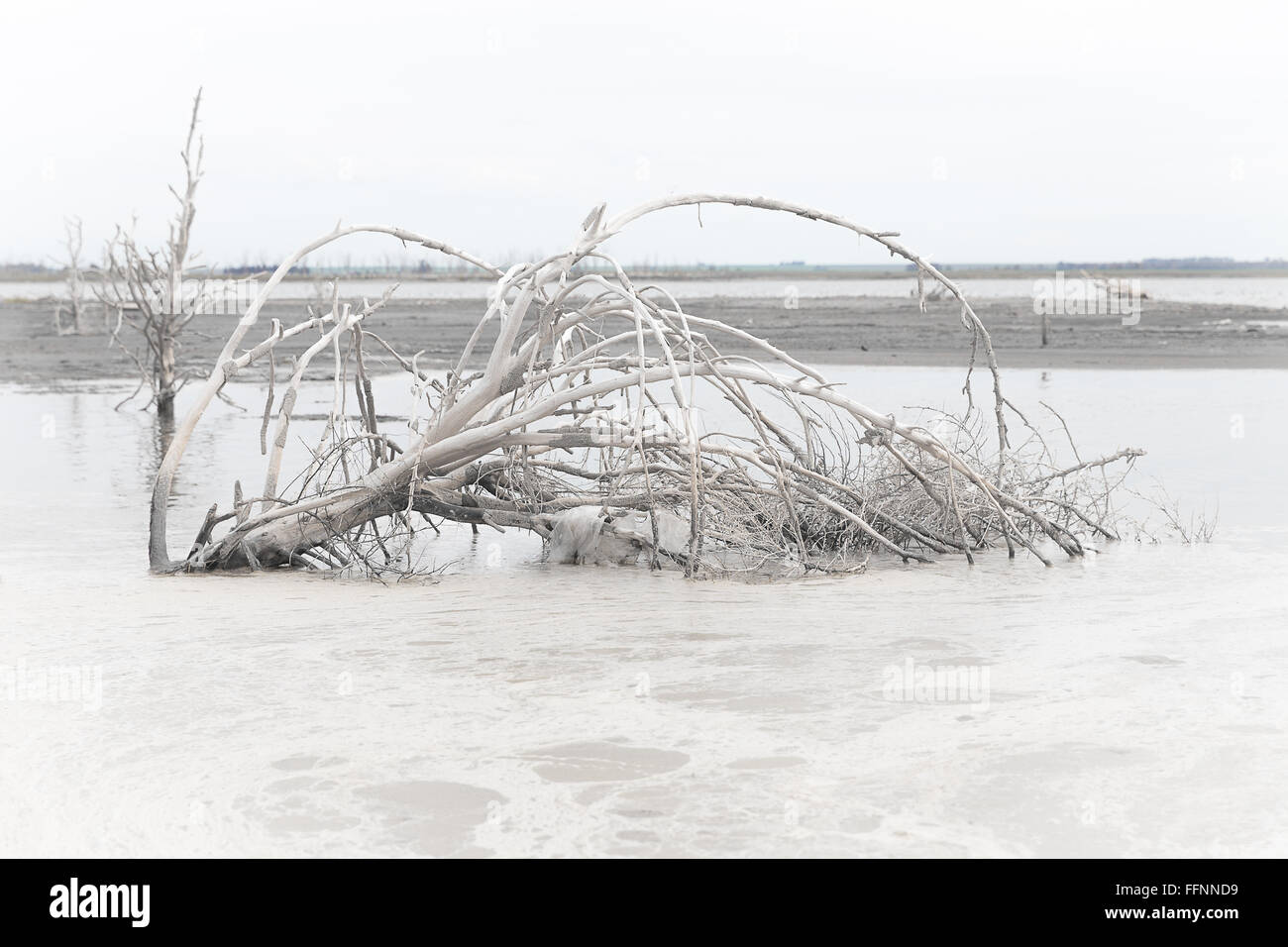 Old salty lake tree hi-res stock photography and images - Alamy