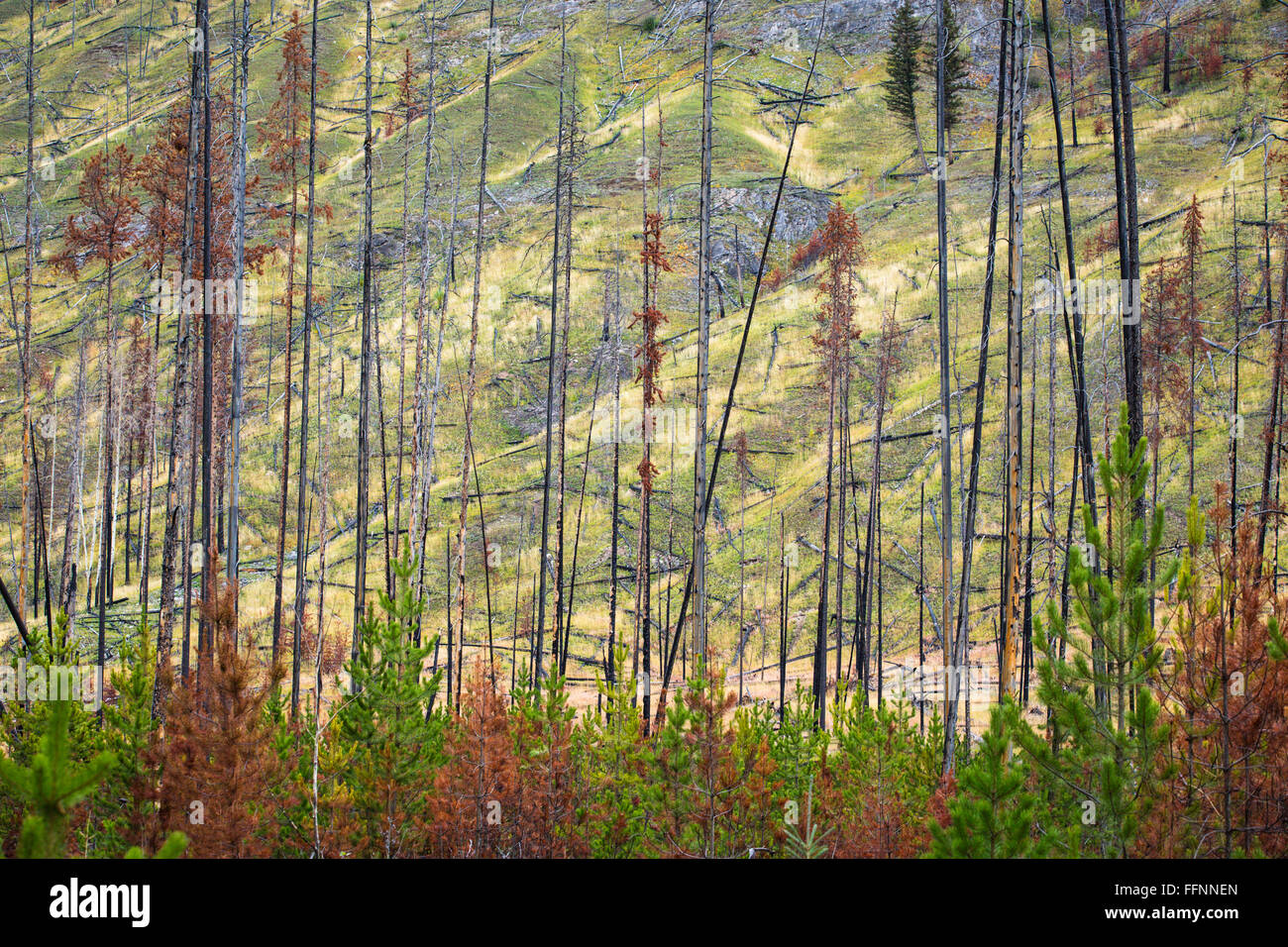 Burned forest, forest fire, Sawback, Bow Valley Parkway, Banff ...