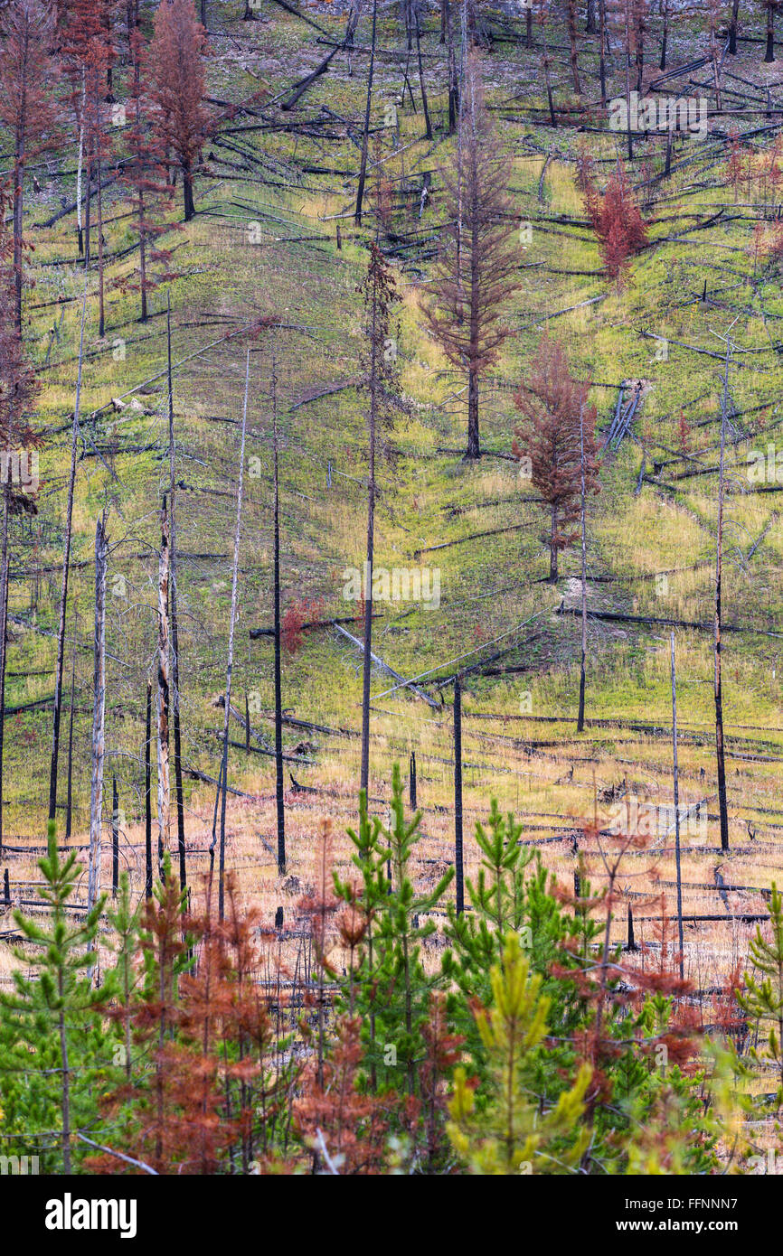 Burned forest, forest fire, Sawback, Bow Valley Parkway, Banff ...