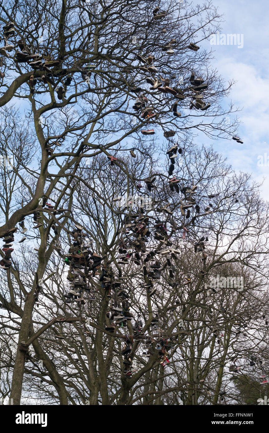 Shoes Hanging From Tree High Resolution Stock Photography and Images ...