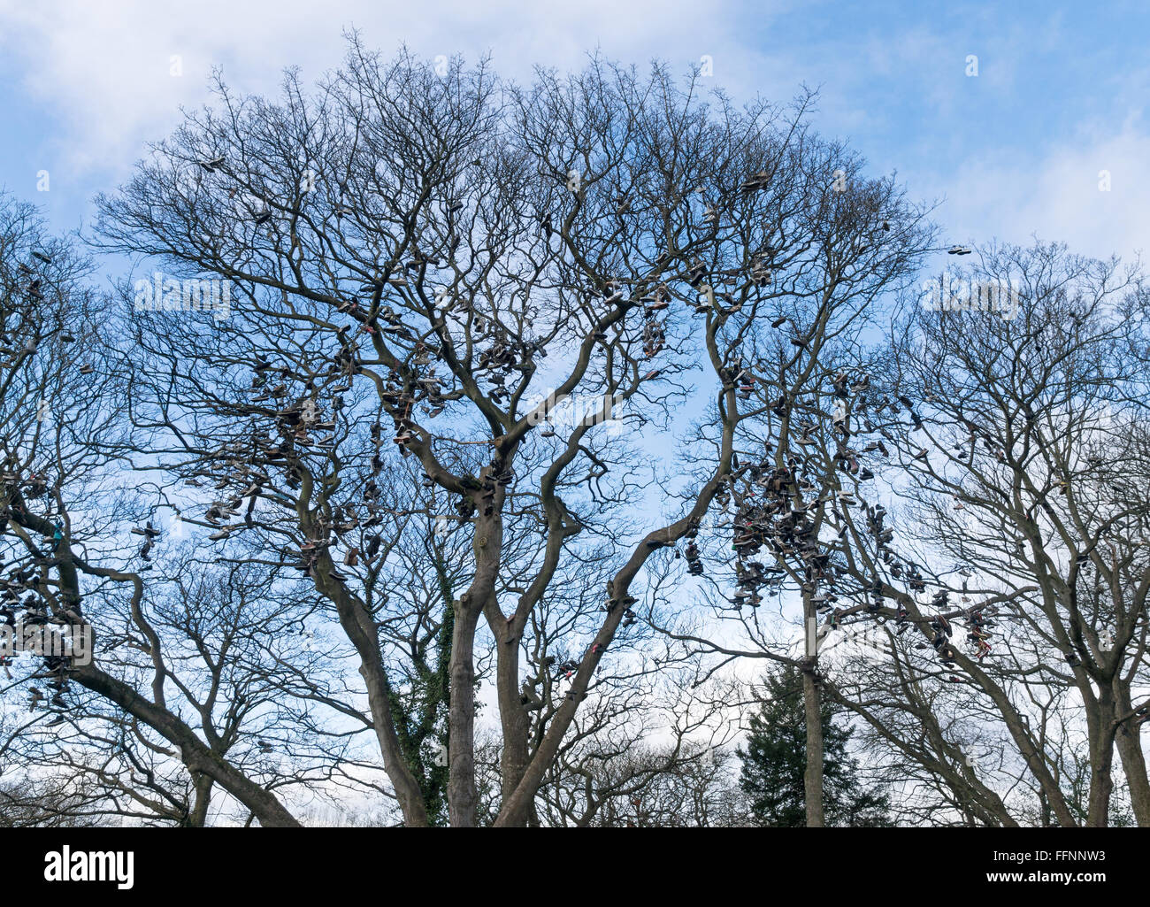 Trees containing numerous pairs of shoes in Armstrong Park, Newcastle ...