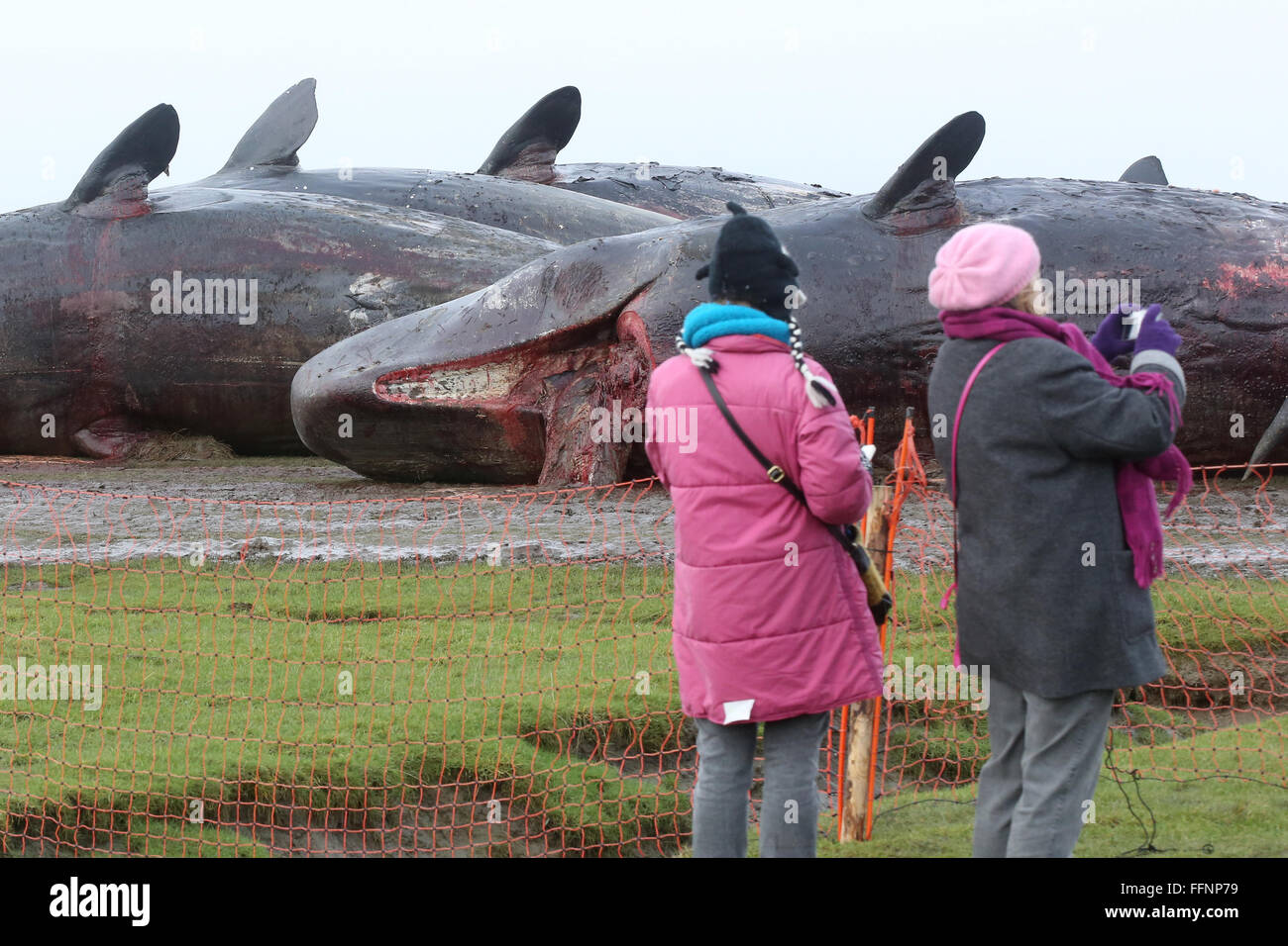 Cadavers hi-res stock photography and images - Alamy