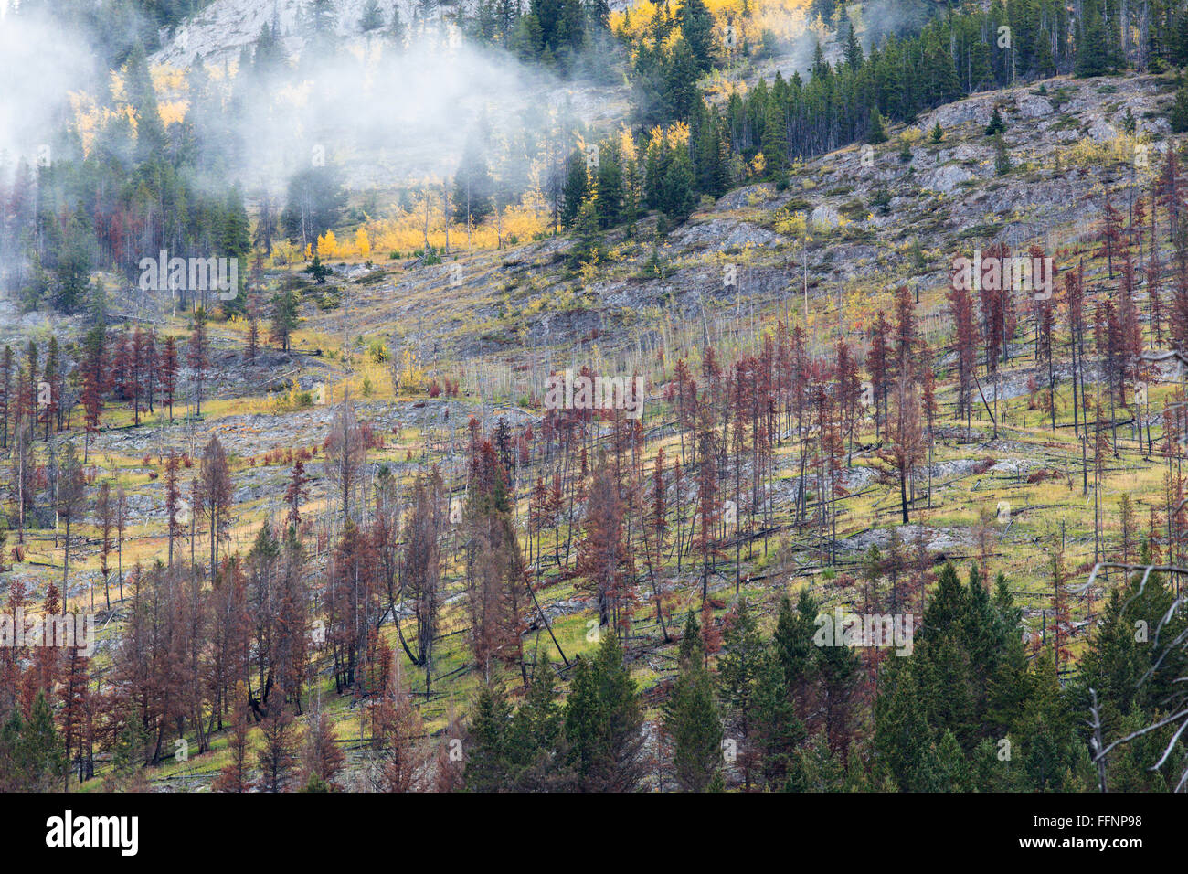 Burned forest, forest fire, Sawback, Bow Valley Parkway, Banff ...