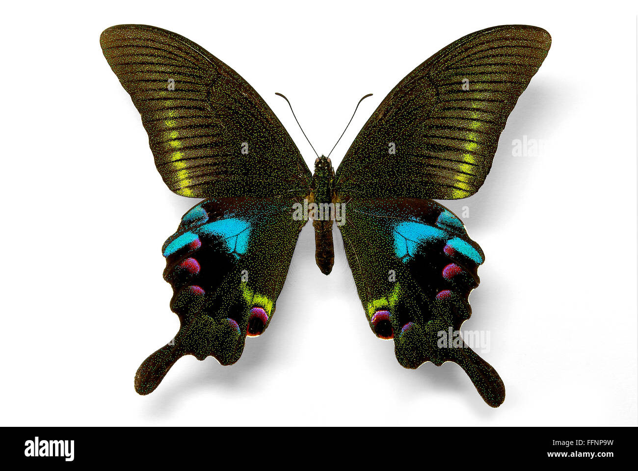 Arcturus hi-res stock photography and images - Alamy