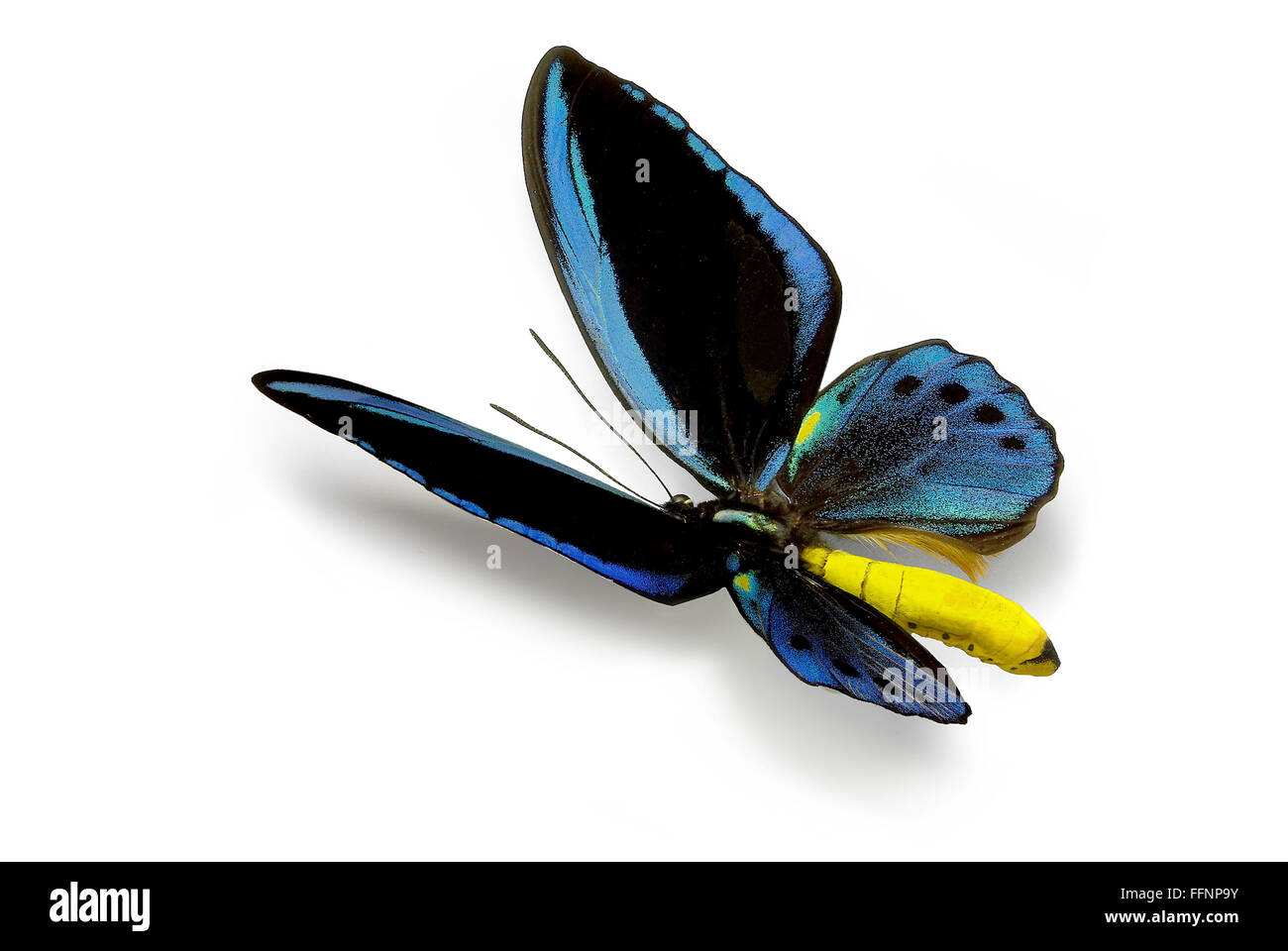 Ornithoptera hi-res stock photography and images - Alamy