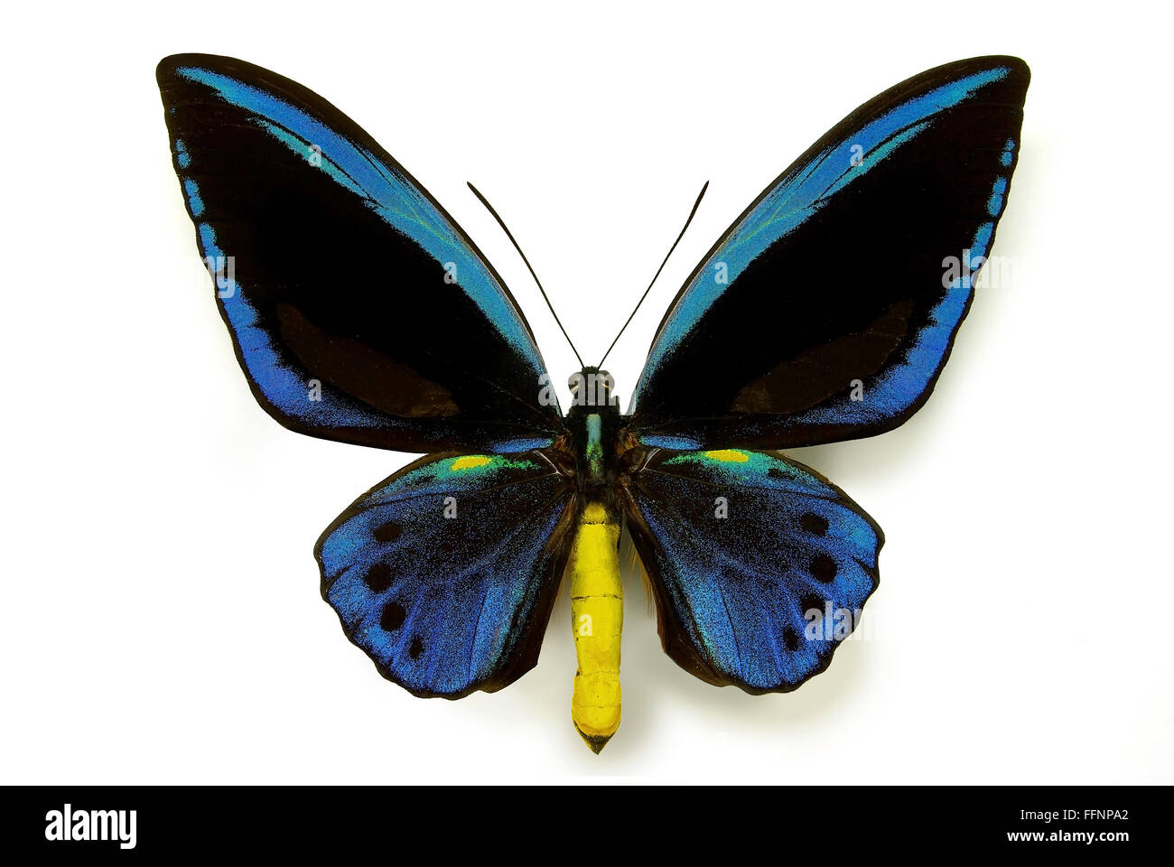 Ornithoptera hi-res stock photography and images - Alamy