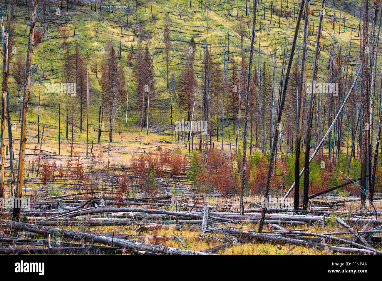 Burned forest, forest fire, Sawback, Bow Valley Parkway, Banff ...