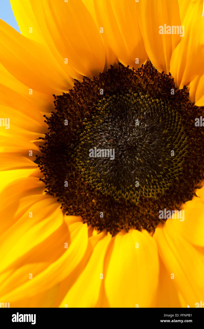 closeup of bright colorful flower sunflower in the sun Stock Photo - Alamy