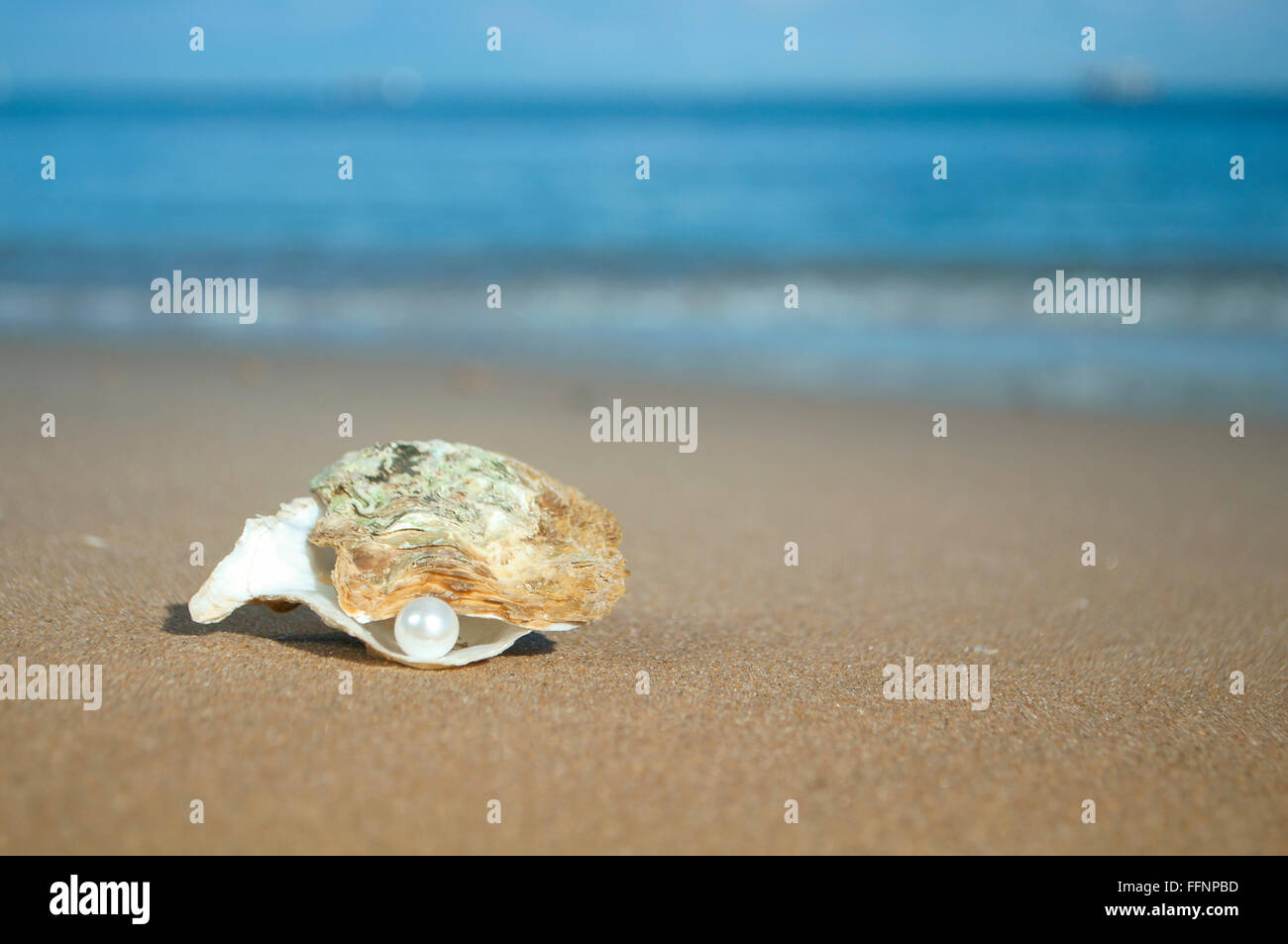 Open sea shell hi-res stock photography and images - Alamy