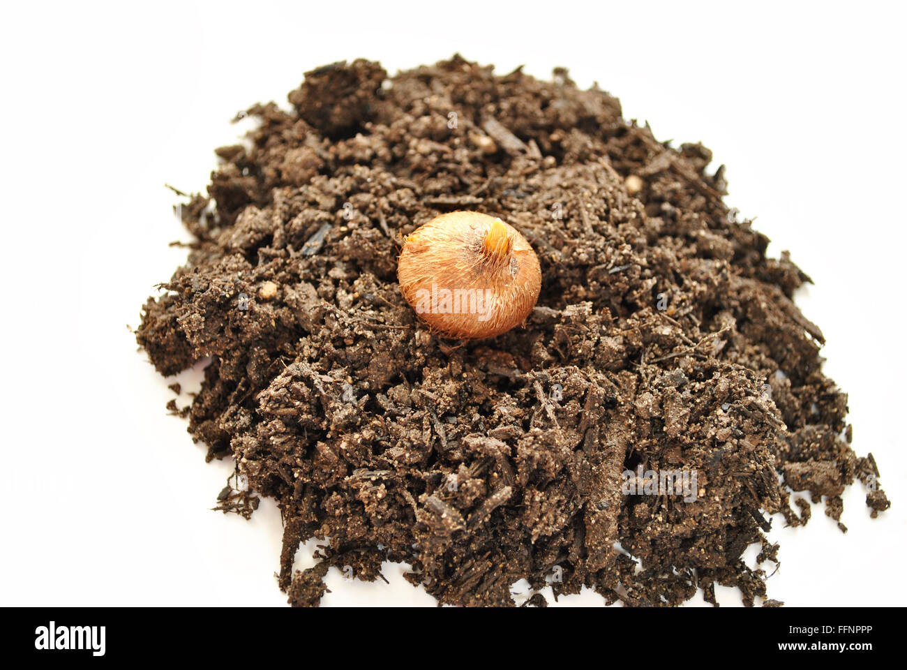 Spring Flower Bulb on a Heap of Soil Stock Photo - Alamy