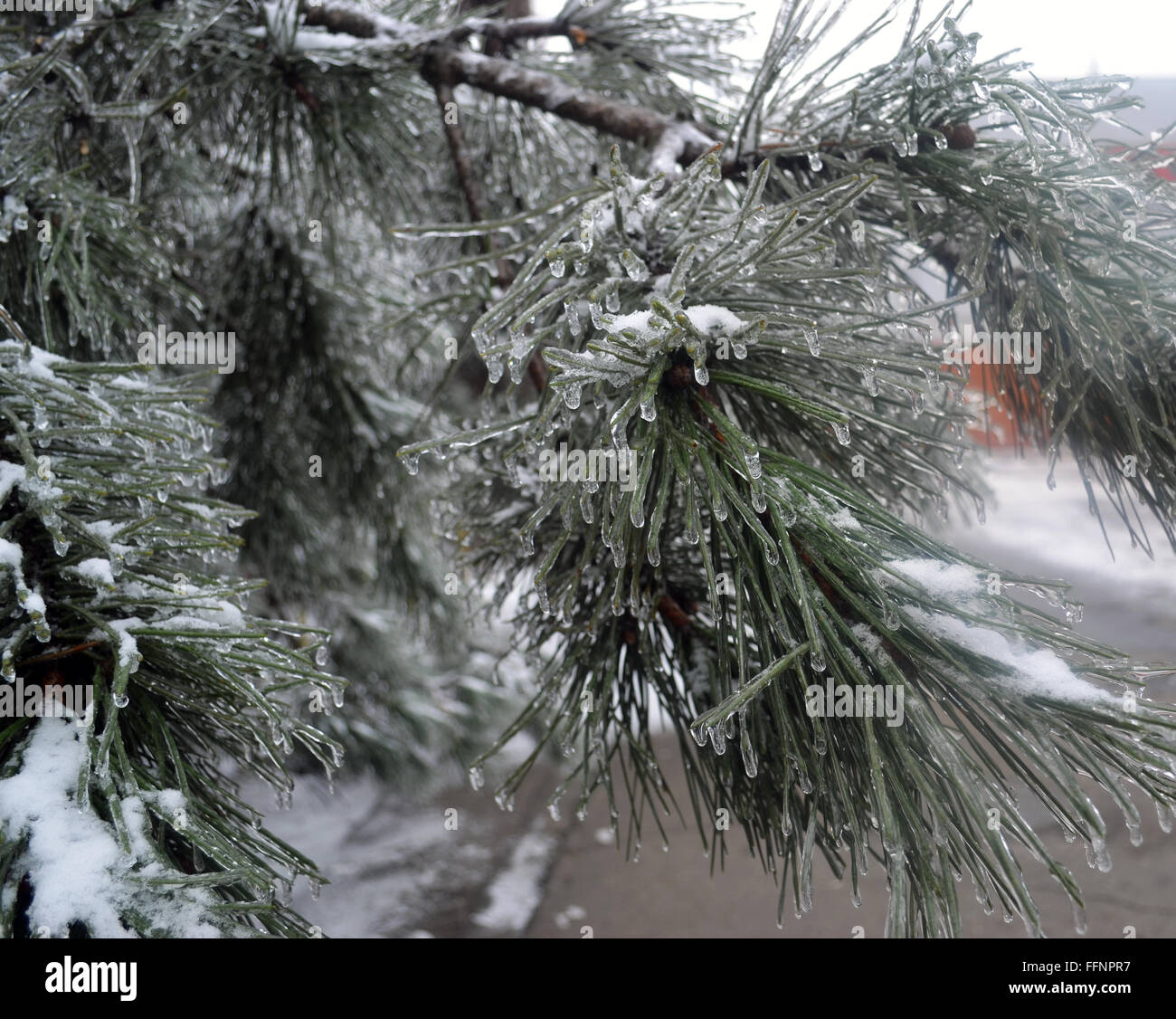 Frozen pine tree hi-res stock photography and images - Alamy