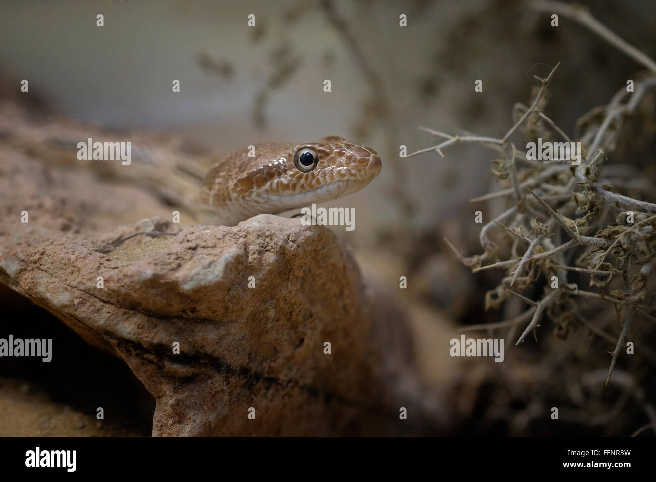 A diadem snake ( Spalerosophis diadema ) a specie of large colubrine ...