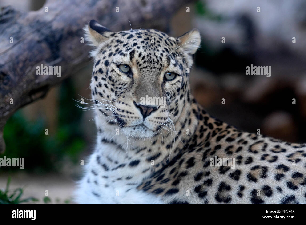 A Panthera pardus saxicolor leopard in the Tisch Family Zoological ...