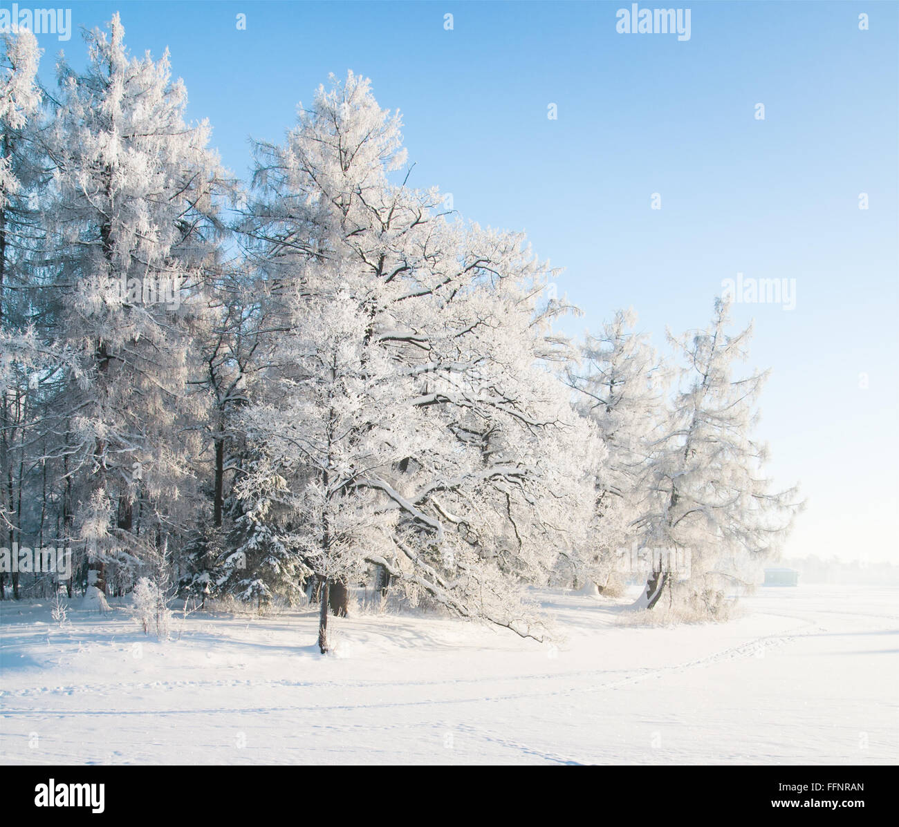 Winter park in snow Stock Photo - Alamy