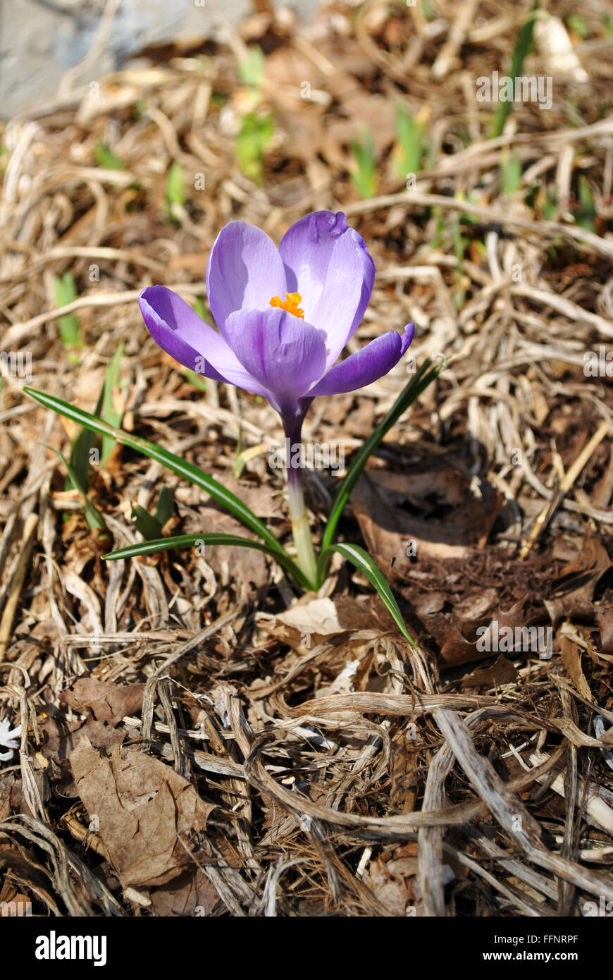 Purple Spring Crocus Stock Photo - Alamy