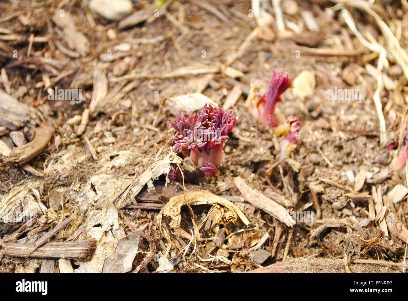 Planting bleeding hearts plant hi-res stock photography and images - Alamy