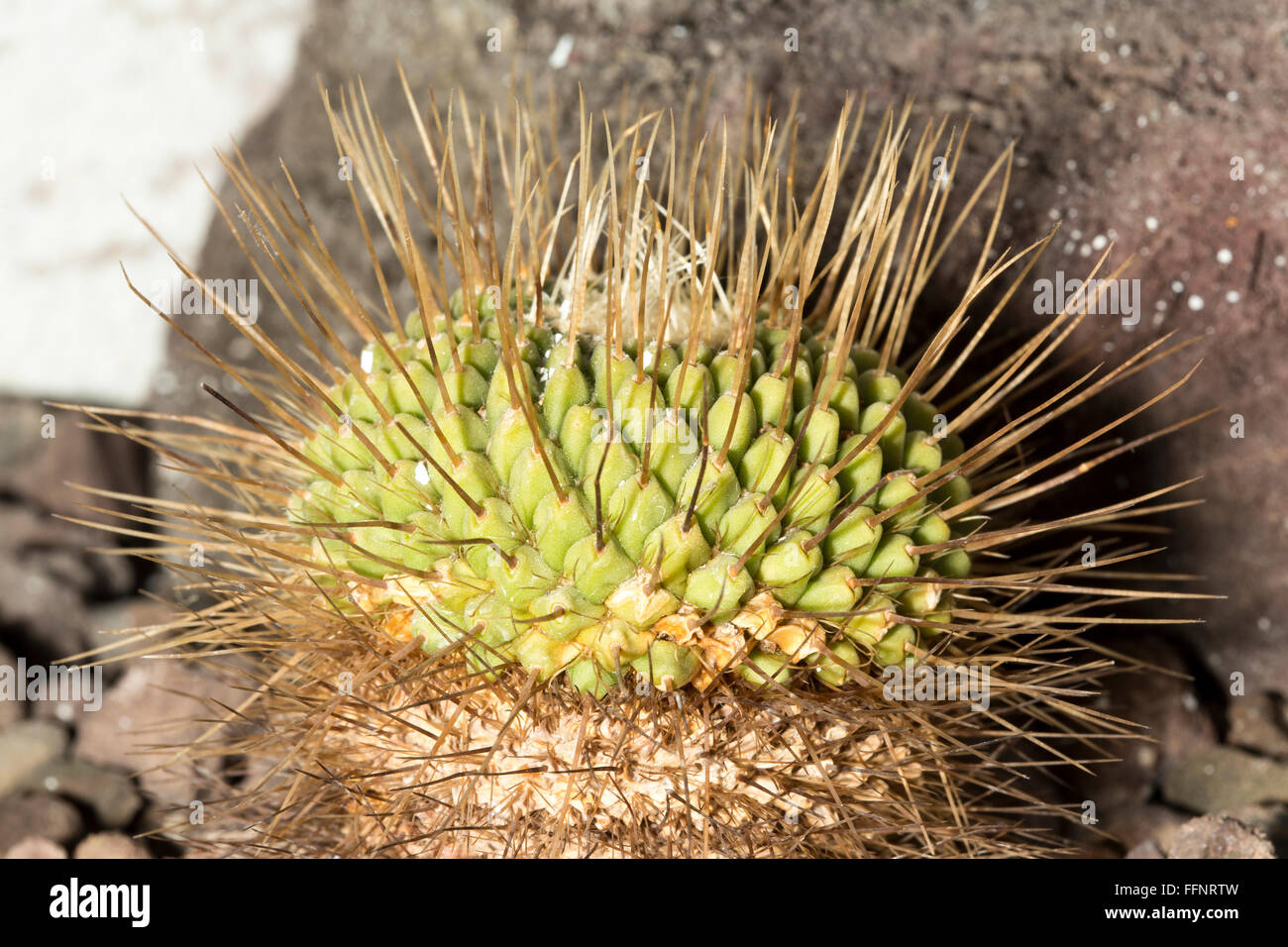 Spiked Cactus High Resolution Stock Photography and Images - Alamy