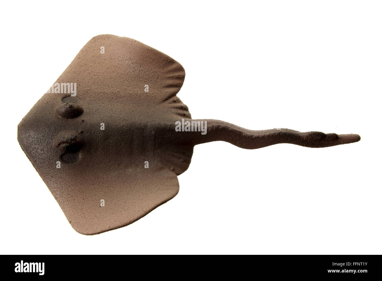 Stingray Cut Out Stock Images & Pictures - Alamy