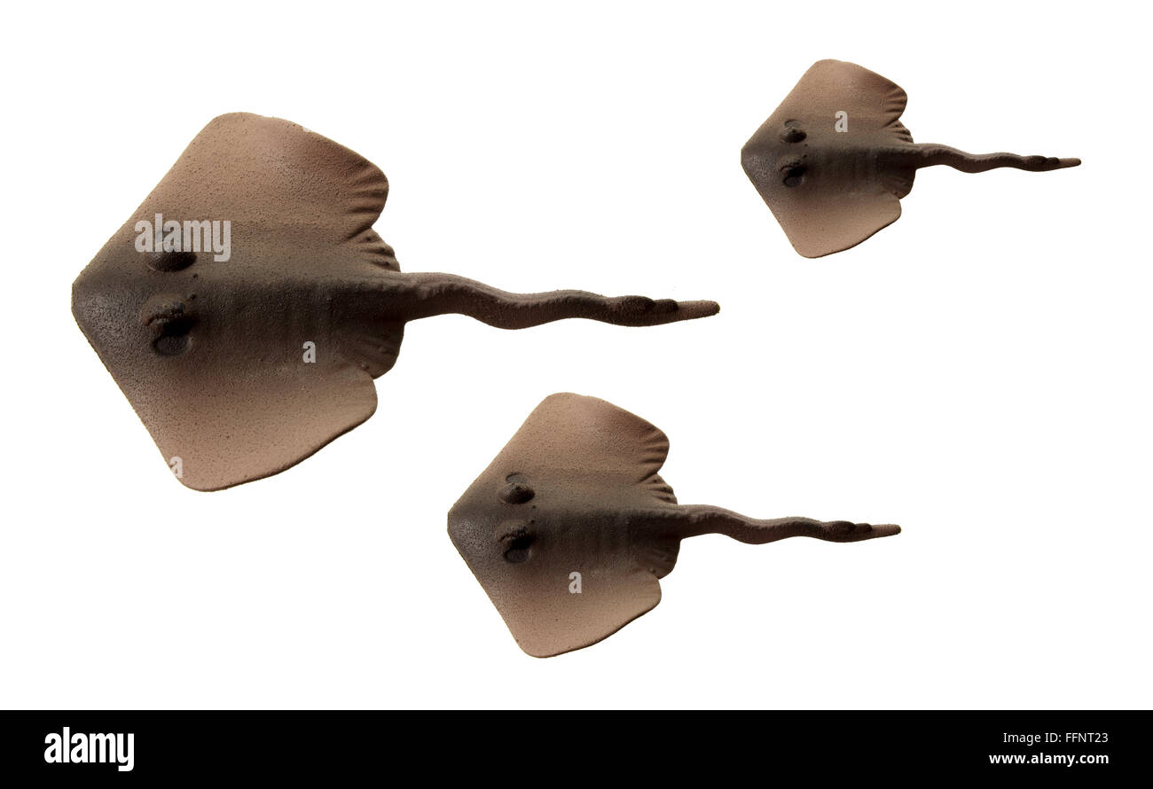 Stingrays hi-res stock photography and images - Alamy