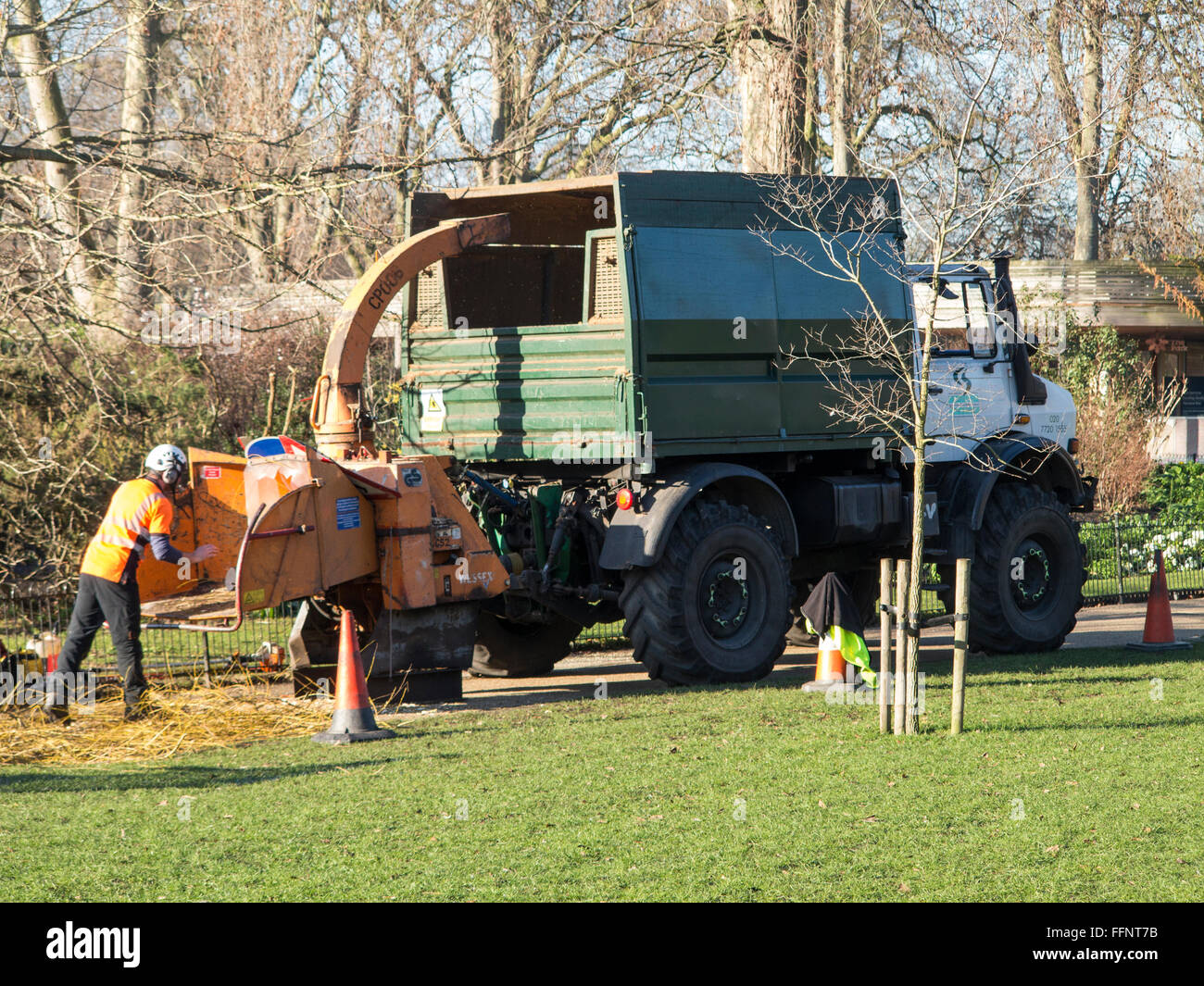 Shredding wood in a London park Stock Photo - Alamy