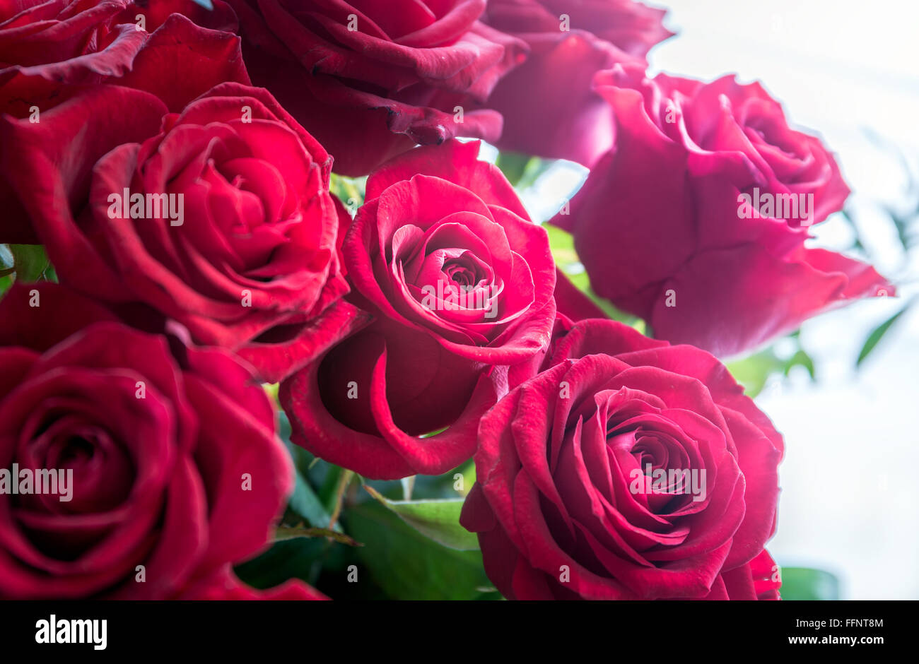 Closeup of beautiful freshly cut red roses bouquet Stock Photo - Alamy