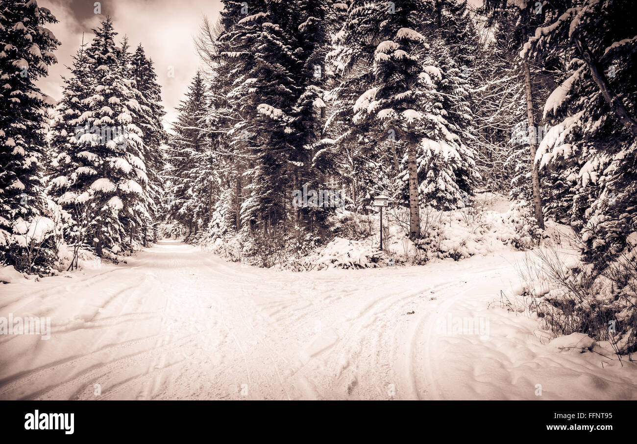 Winter landscape. Road covered in snow in dense forest Stock Photo - Alamy