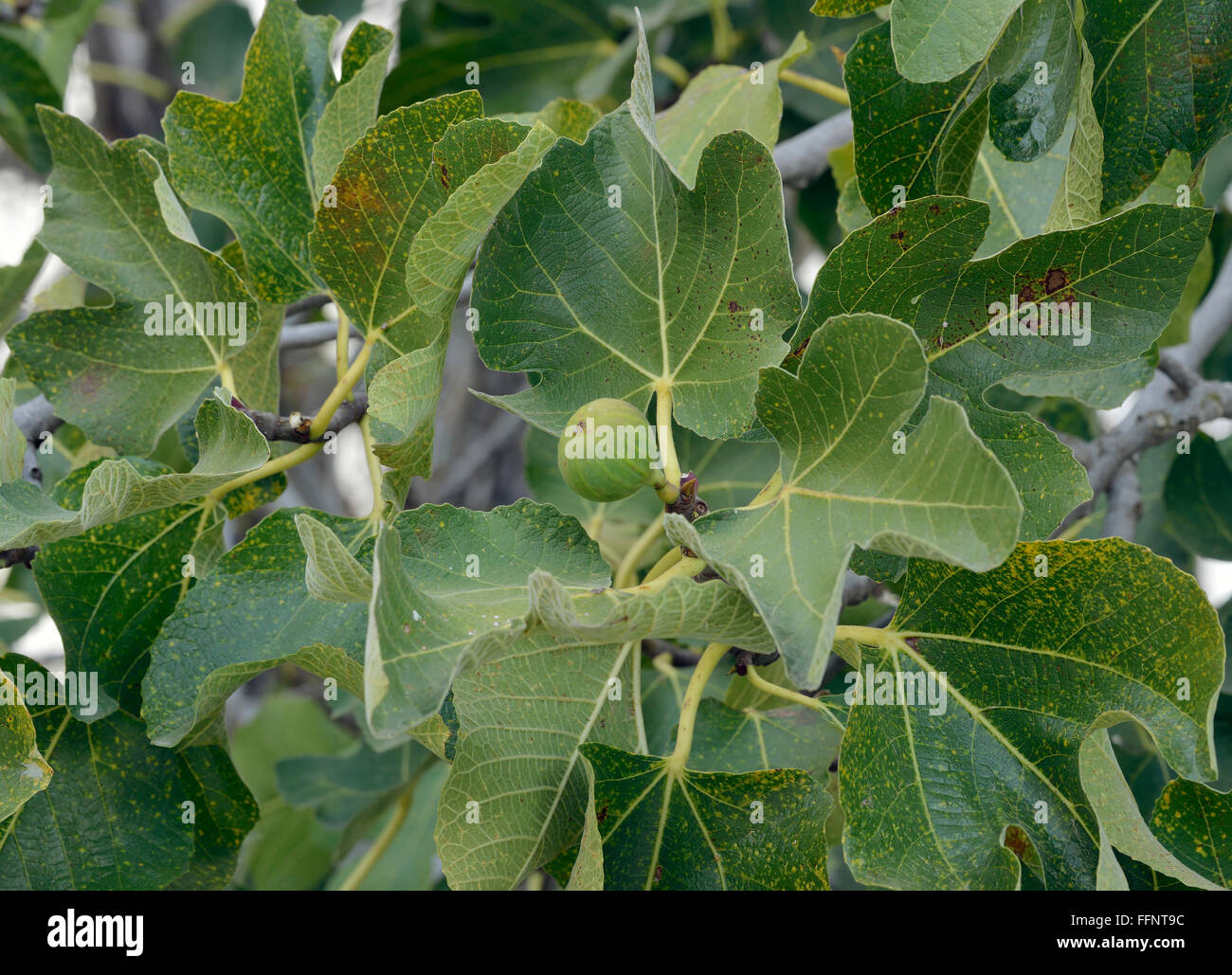 Ficus carica plant tree hi-res stock photography and images - Alamy